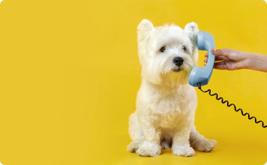 Francuski buldog - Karakteristike i sve o rasi | Bubi Pet Shop