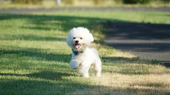 Mali psi - vodič kroz male rase pasa | Bubi Pet Shop