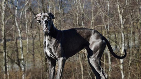 Najveći psi na svetu - 7 najvećih rasa pasa | Bubi Pet Shop