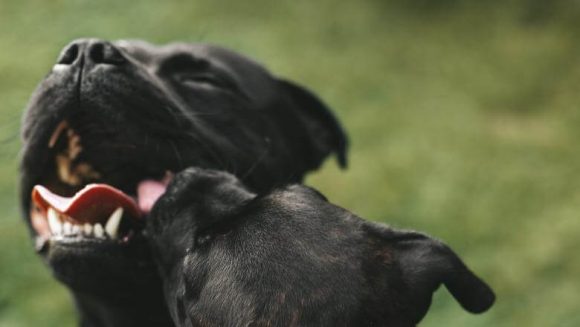 Parenje pasa - Detaljan vodič za parenje | Bubi Pet Shop