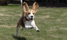 Bigl - Sve što treba da znate o biglovima | Bubi Pet Shop