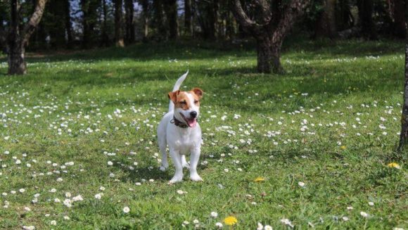 Džek rasel terijer - Sve o rasi | Bubi Pet Shop