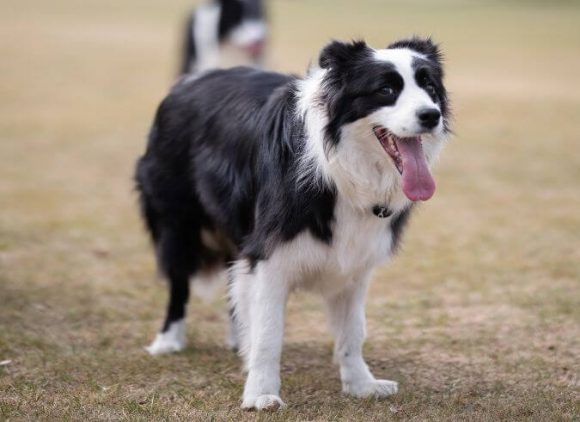 Border koli | Karakteristike i sve o rasi | Bubi Pet Shop