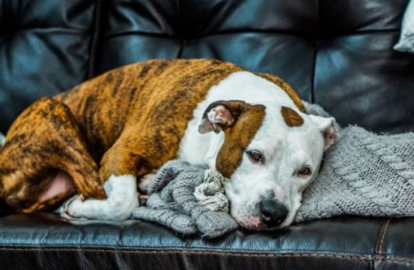 Pit bul - Karakteristike i sve o pit bulovima | Bubi Pet Shop