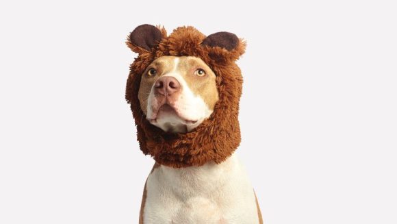 Pit bul - Karakteristike i sve o pit bulovima | Bubi Pet Shop