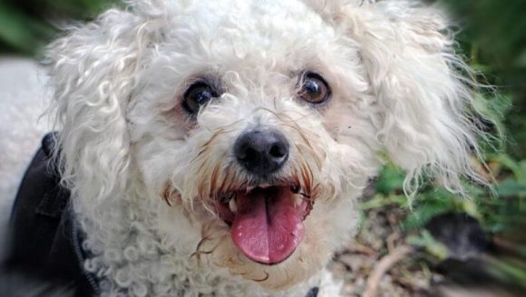 Bišon - Karakteristike i sve o rasi | Bubi Pet Shop